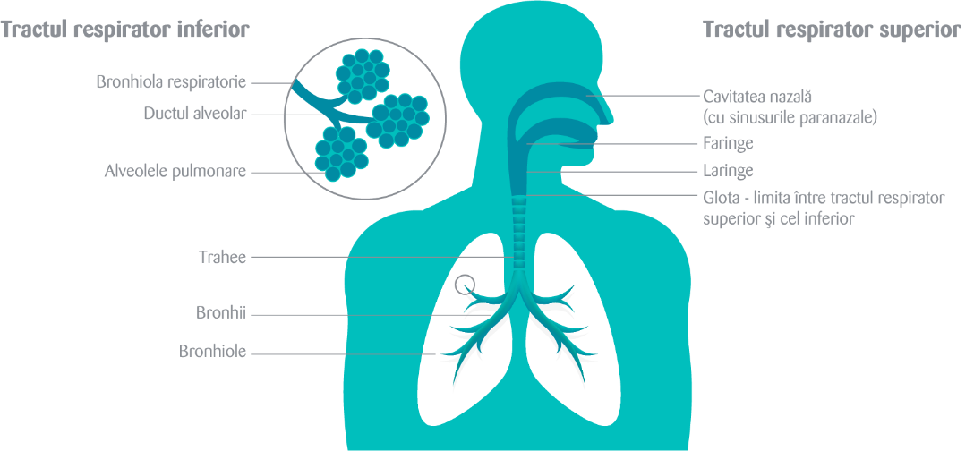 Din punct de vedere funcțional , sistemul respirator se subîmparte în: